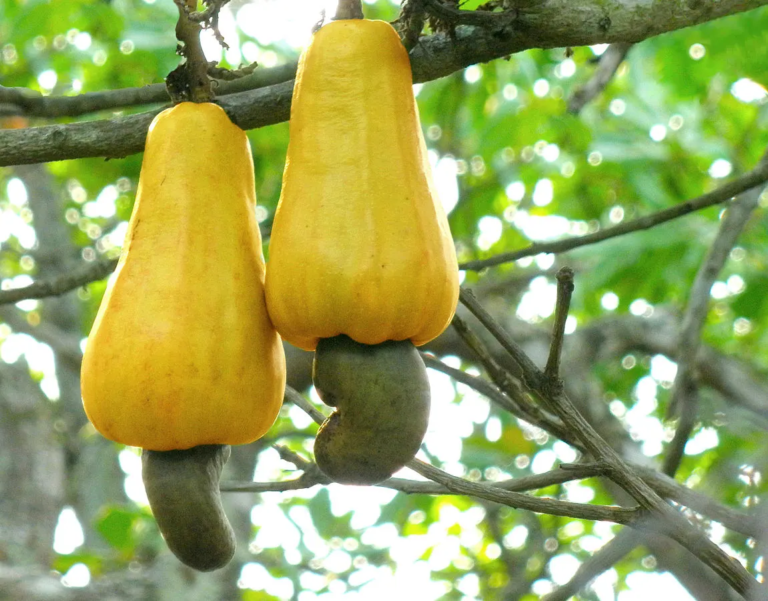 50 Most Weird And Exotic Fruits from All over the World | Flavor Magazine